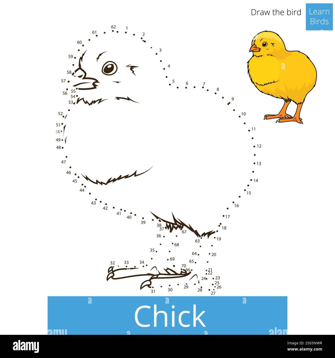 Chick bird learn to draw vector Stock Vector Image & Art - Alamy