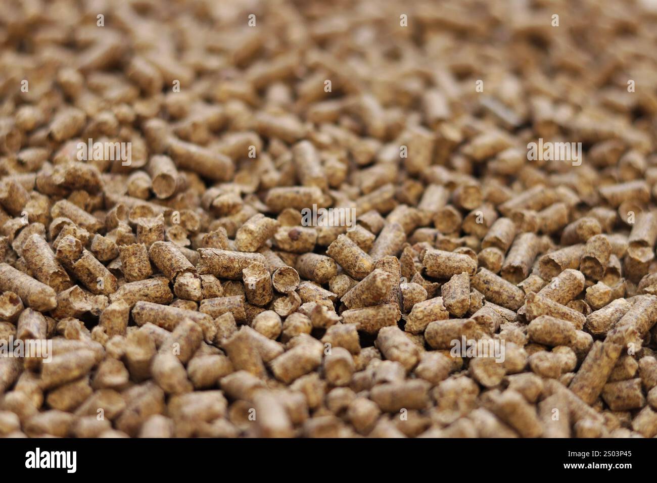 Wood filler for cat toilet, selective focus. Hygienic filler for pets ...