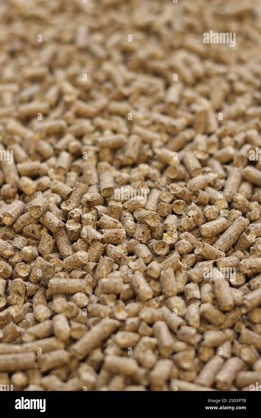 Wood filler for cat toilet, selective focus. Hygienic filler for pets ...