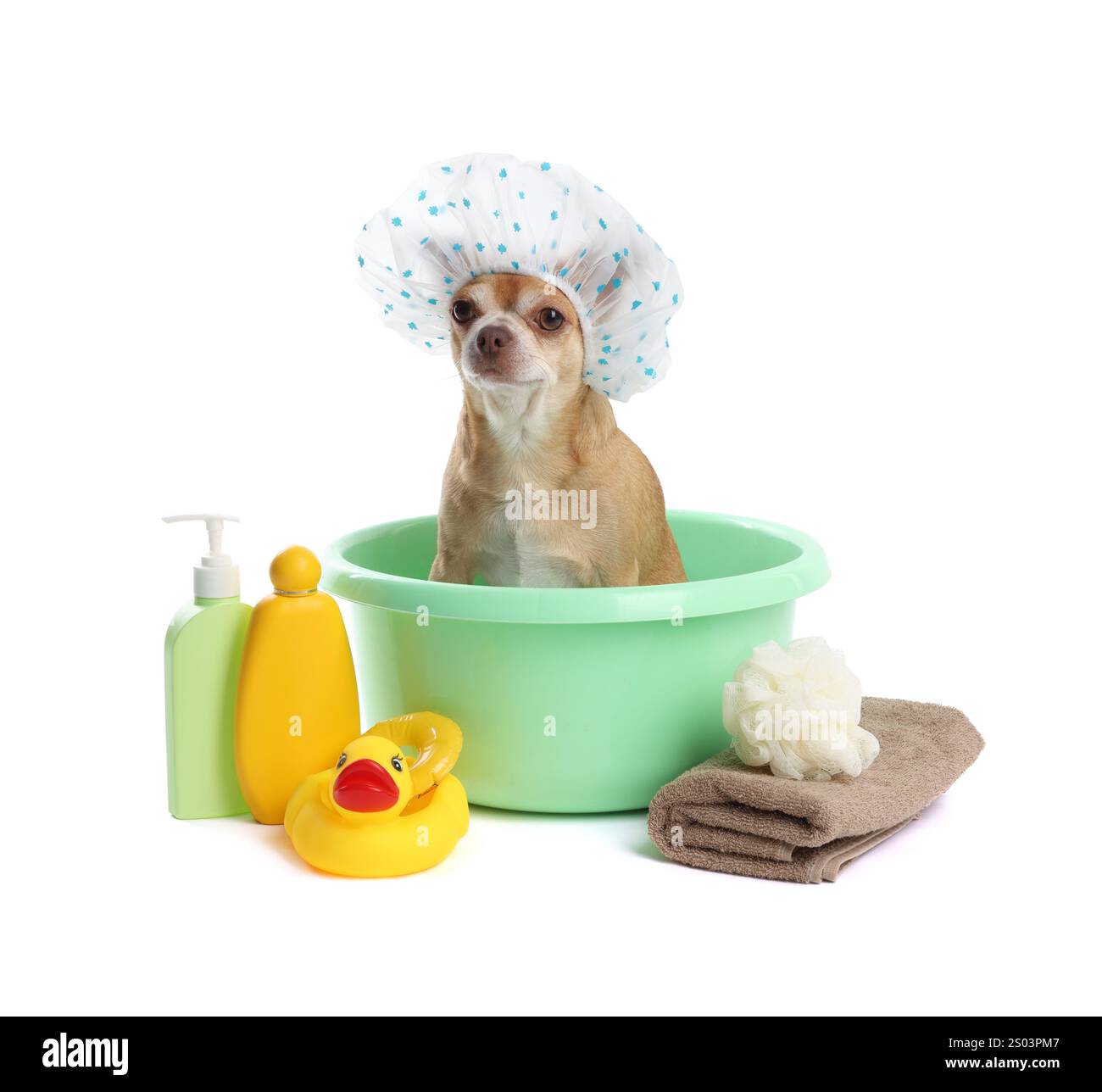 Cute funny dog with shower cap and different accessories for bathing on ...