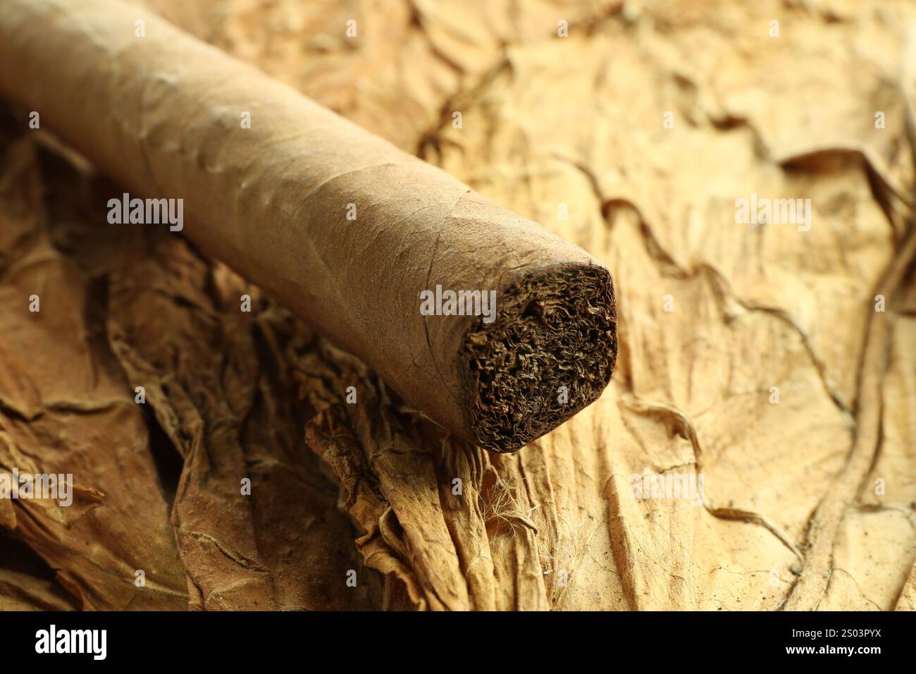 Cigar on dried tobacco leaves, closeup view Stock Photo - Alamy