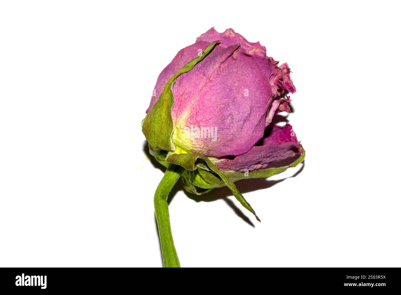Close up of a Dried Dead Red Rose Flower and Petals Stock Photo - Alamy
