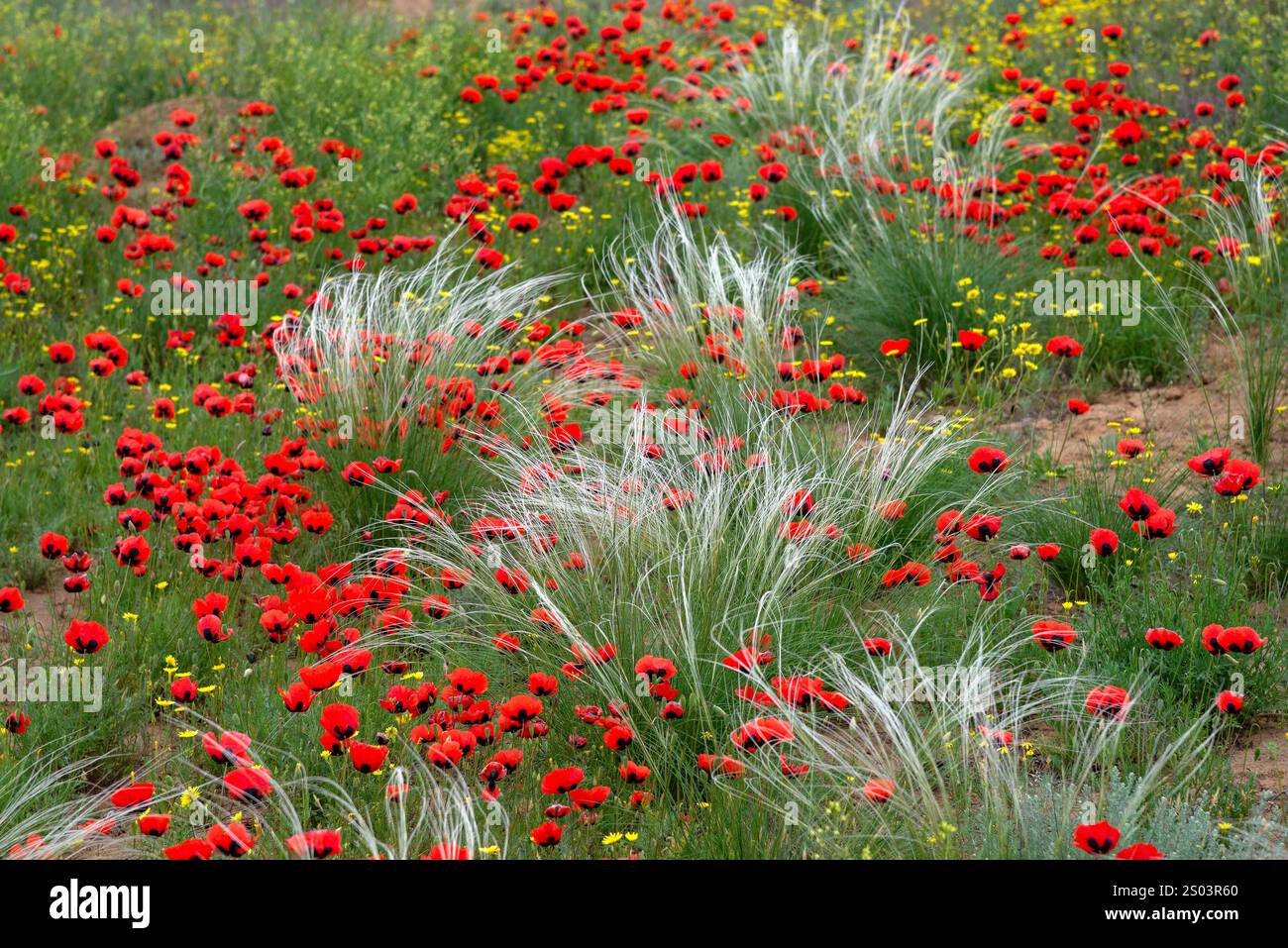 Steppe flowers hi-res stock photography and images - Alamy