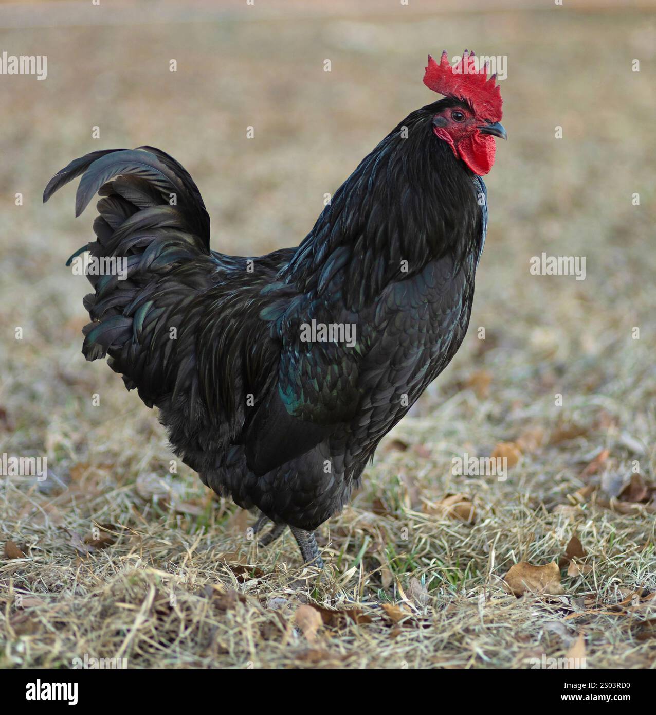 Blue colors showingi in the feathers of an Australorp chicken rooster ...