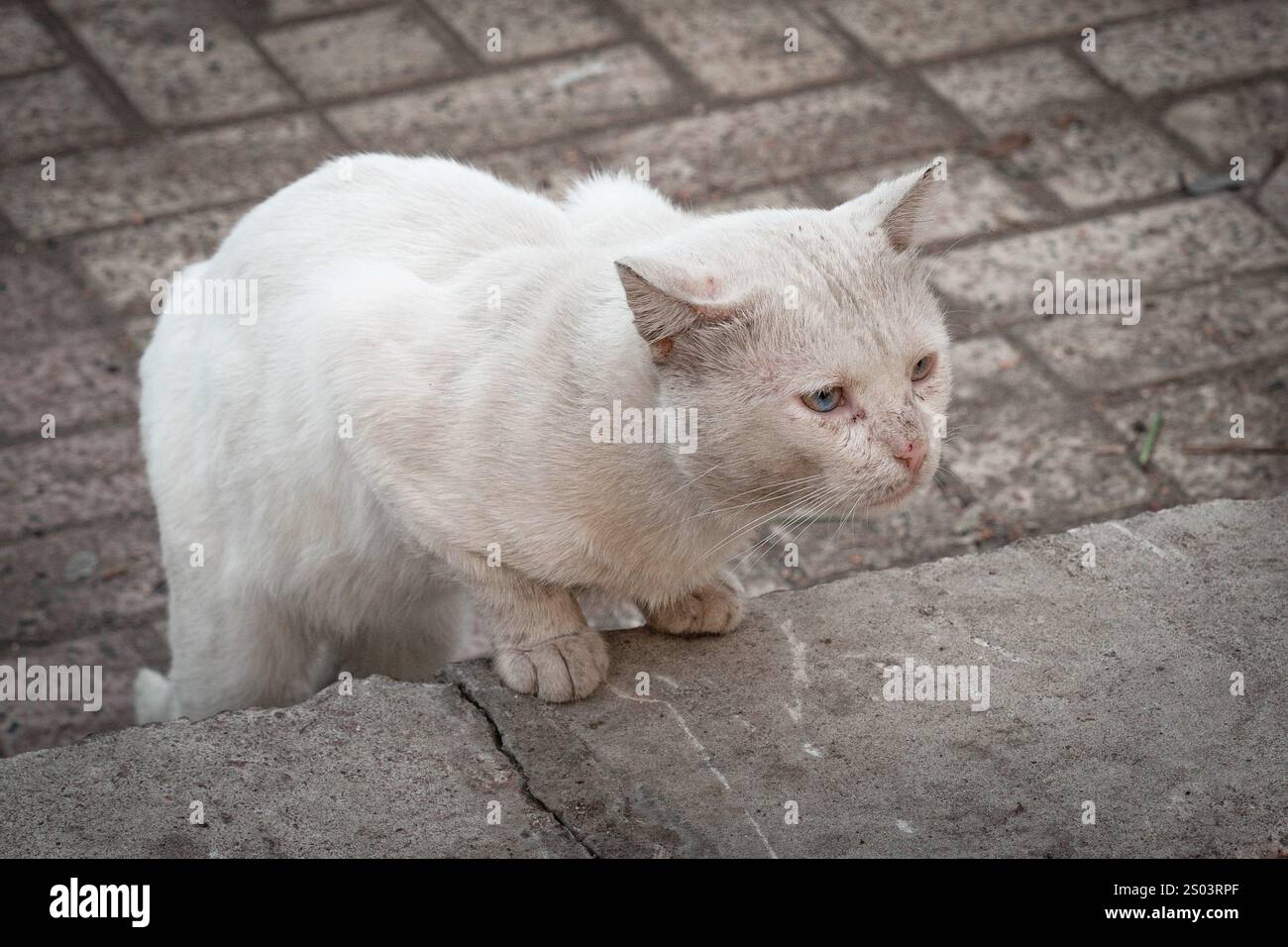 A weathered white street cat with piercing eyes stands on a pavement in ...