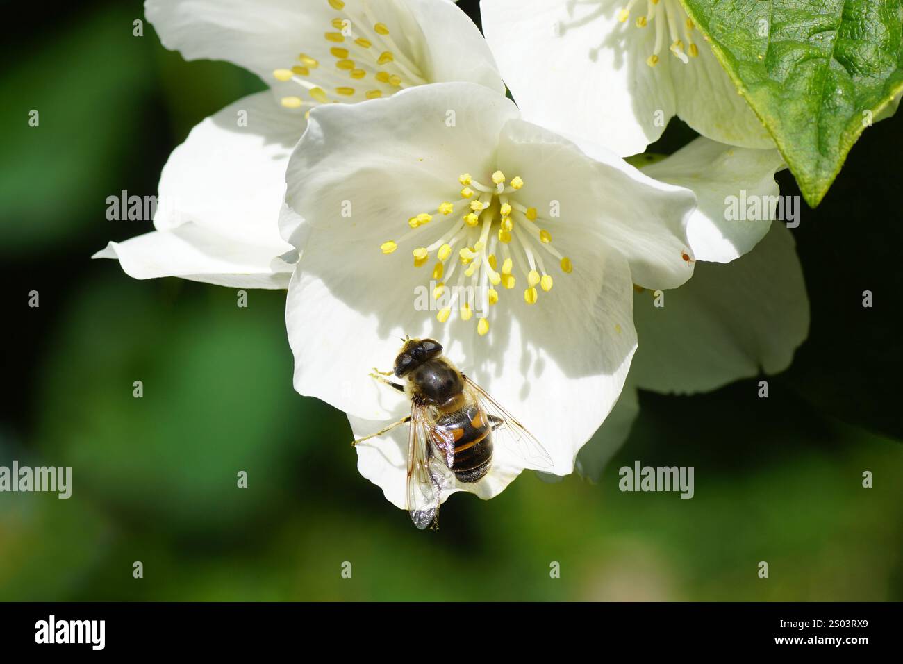 Female Common Drone fly, Eristalis tenax, family hoverflies (Syrphidae ...