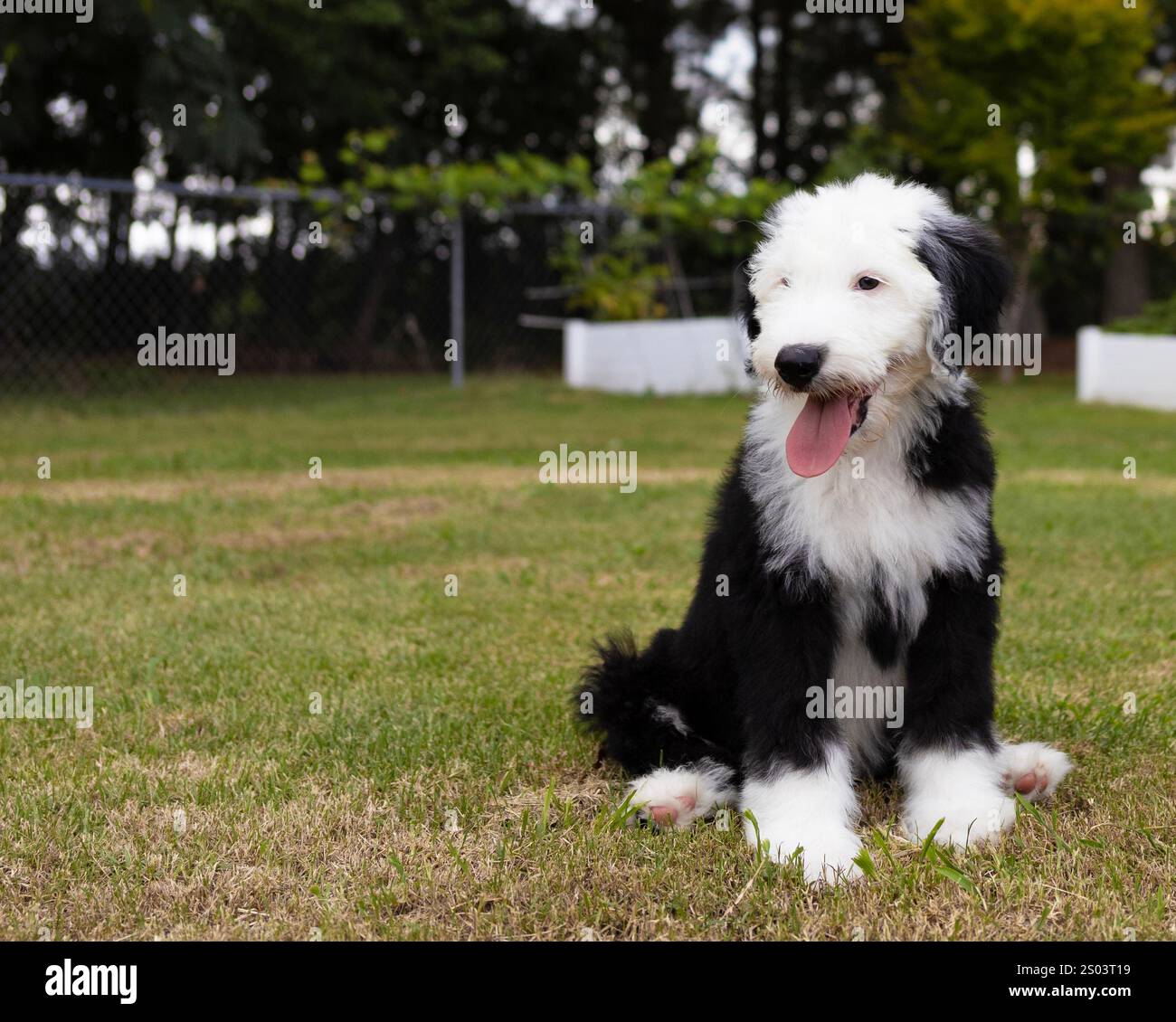 Young sheepadoodle puppy obediently sitting on the green grass with ...