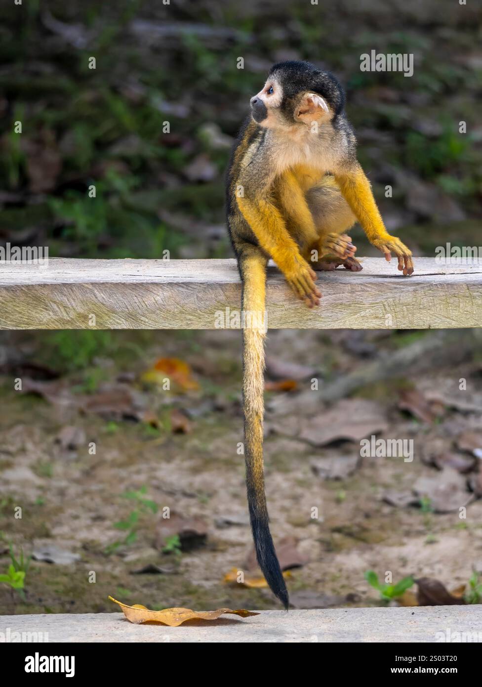 Common squirrel monkey (Saimiri sciureus) in the village of Boca do ...