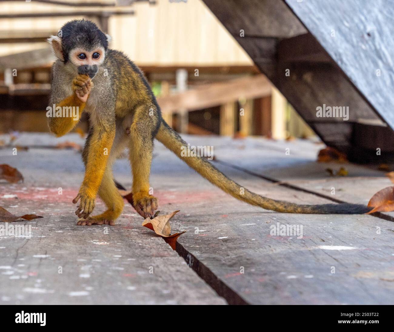 Common squirrel monkey (Saimiri sciureus) in the village of Boca do ...