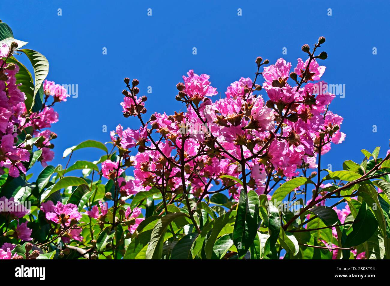 Lagerstroemia lagerstroemia speciosa lythraceae tree hi-res stock ...