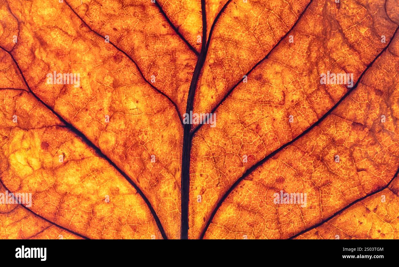 Maple leaf detail Stock Photo - Alamy