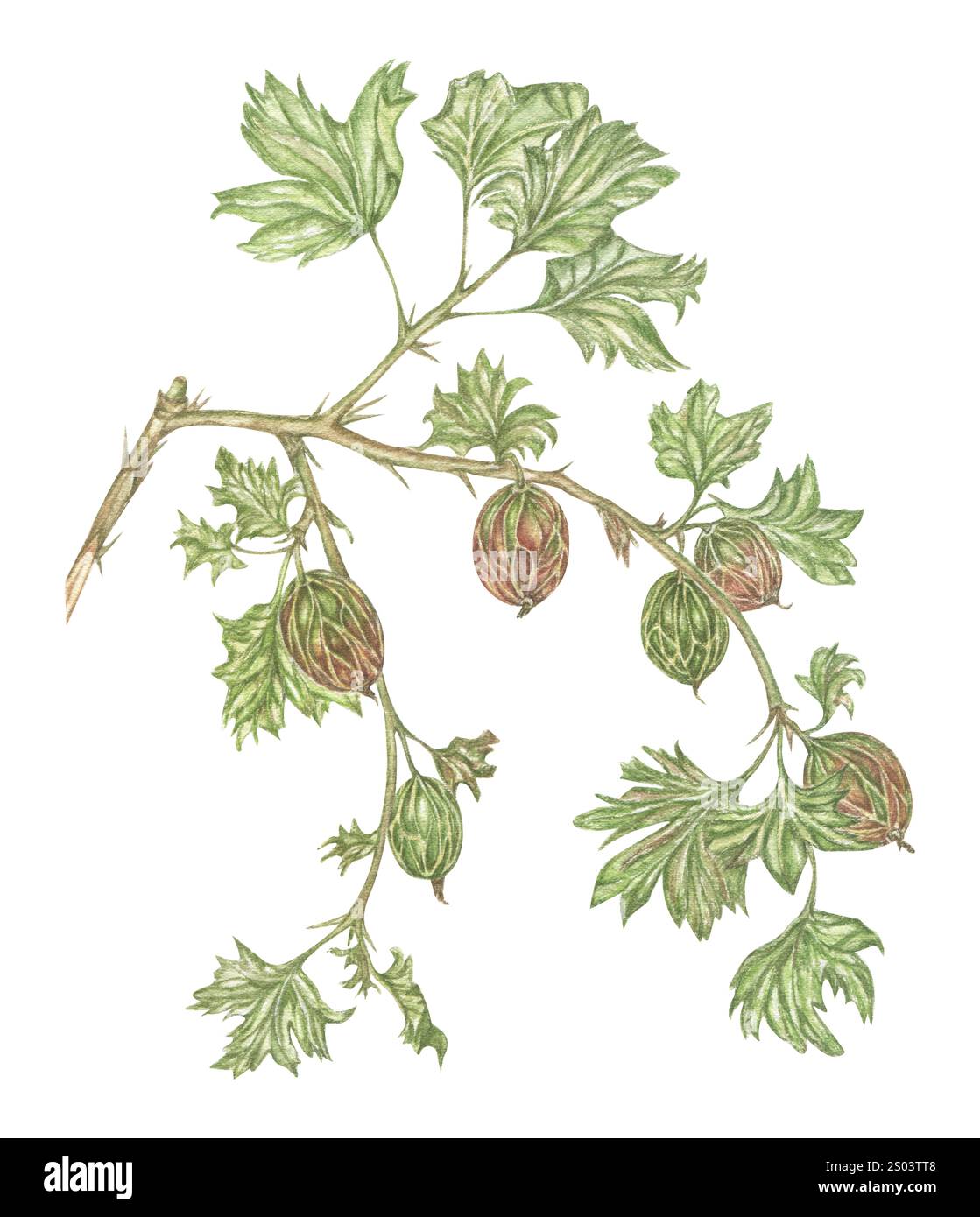 Watercolor botanical illustration of a gooseberry, a branch with thorns ...