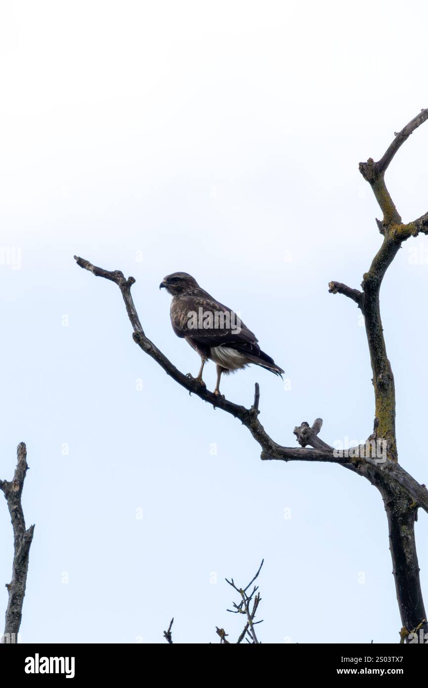 A Common Buzzard (Buteo buteo), a bird of prey that eats small mammals ...