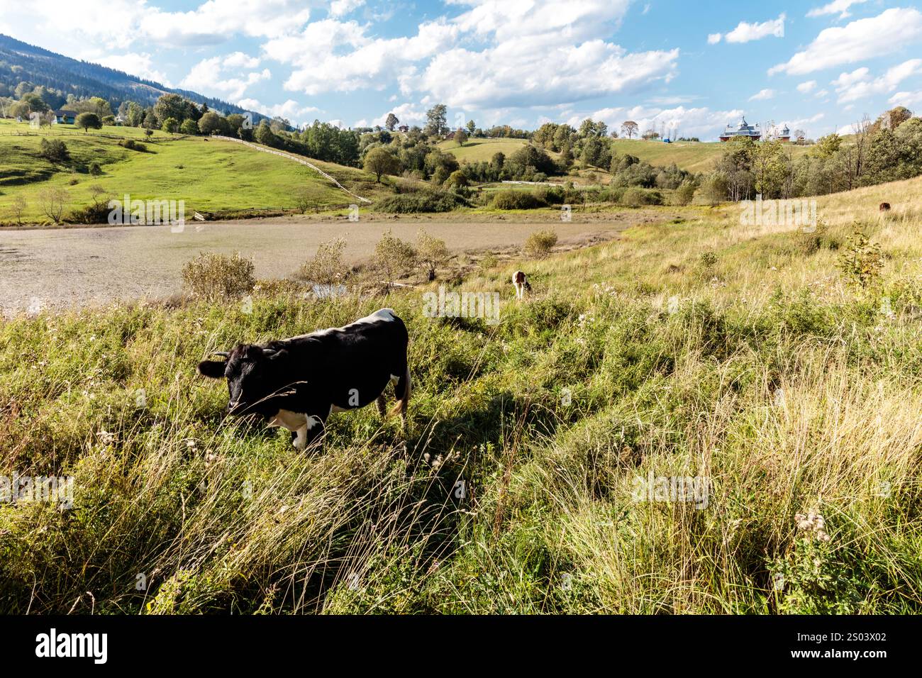 A black and white cow is standing in a lush green field, surrounded by ...