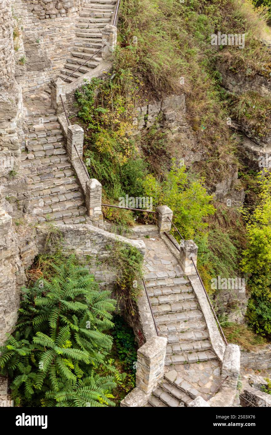 A staircase with a green plant growing on it. The plant is growing on ...