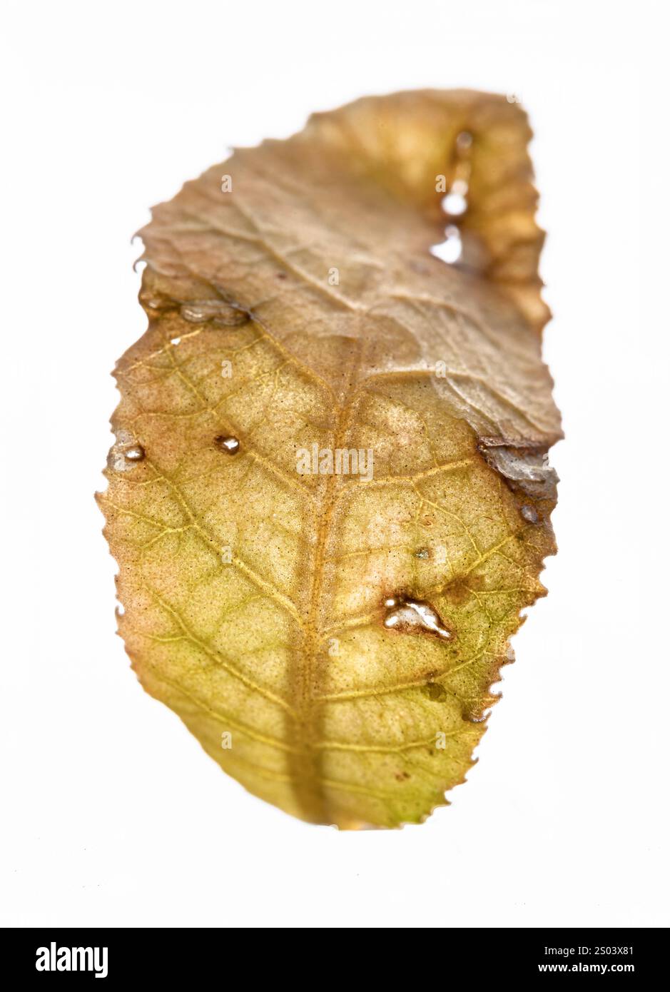 Natural yellow color dry leaves with holes isolated on white background ...