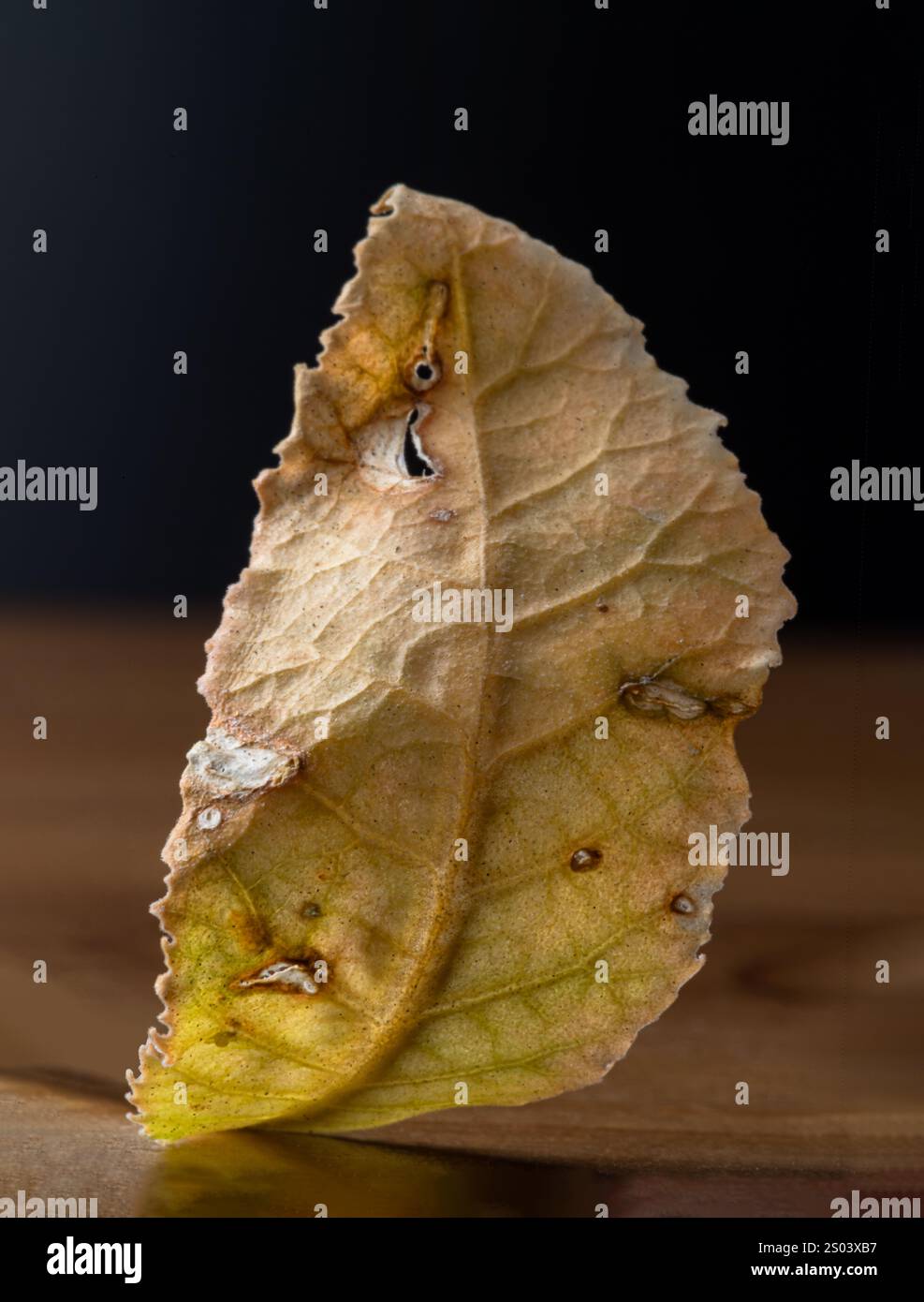 Natural yellow color dry leaves with holes on dark background. An dead ...