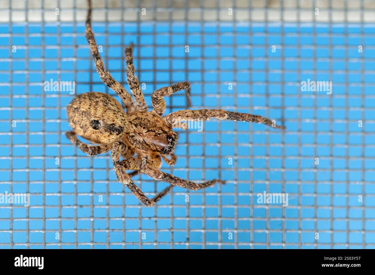 A Zoropsis spinimana spider, a species belonging to the family ...