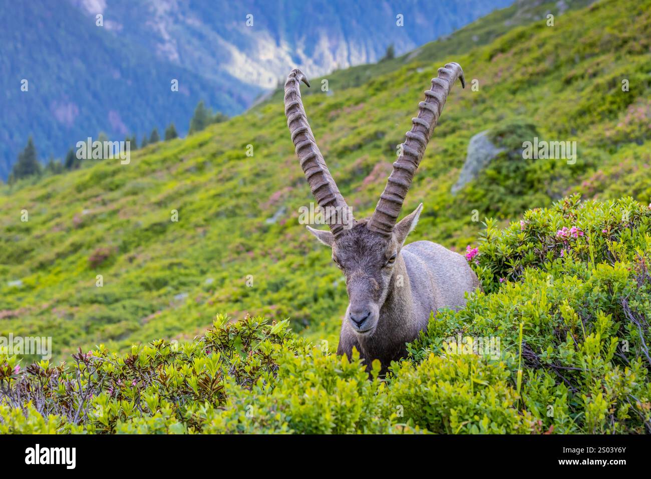 Mountain goat ibex in the Alps mountains in the wild nature. Horned ...