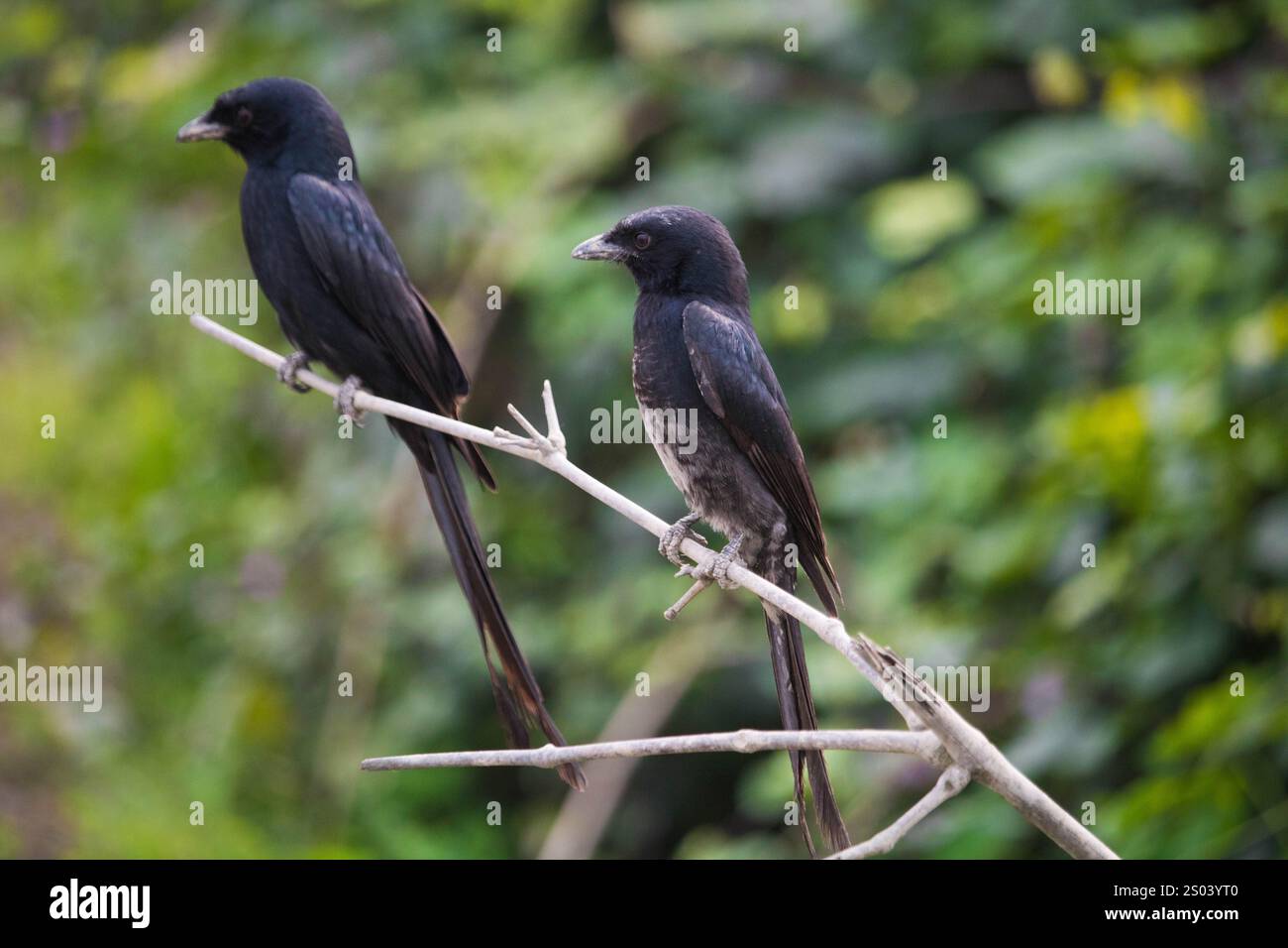 Common grackle bird on the branch of a tree,Great-tailed grackle is one ...