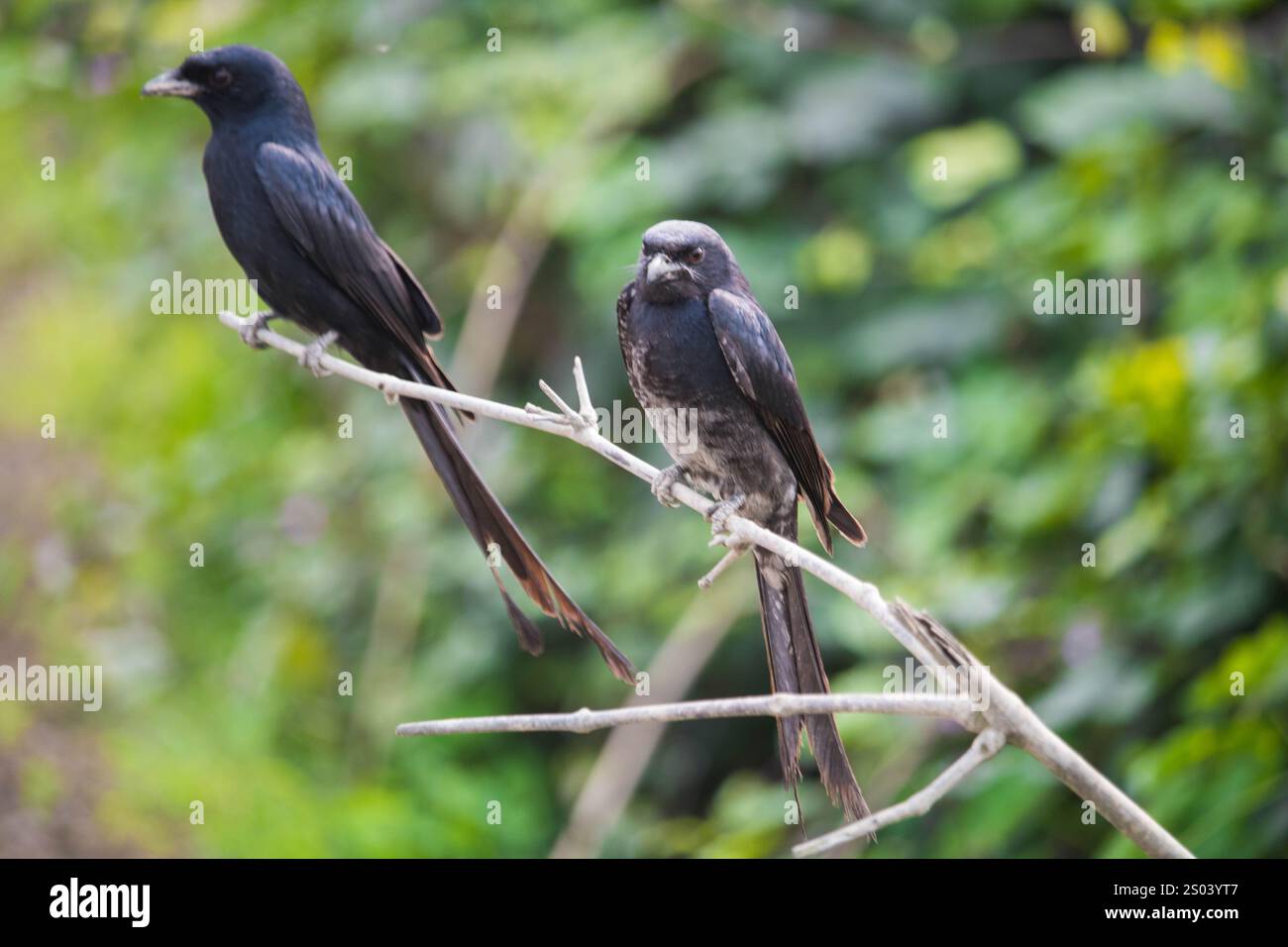 Common grackle bird on the branch of a tree,Great-tailed grackle is one ...