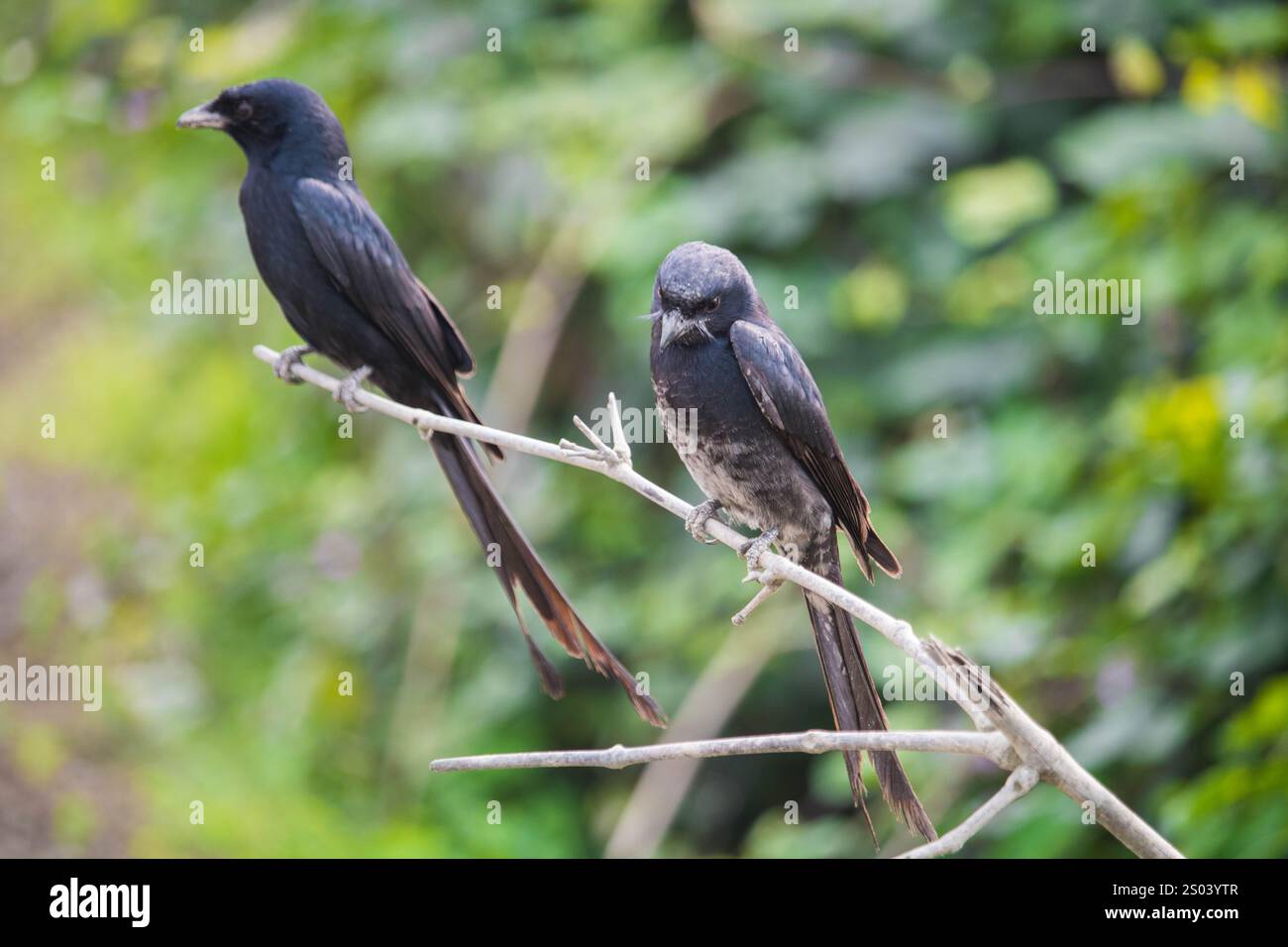 Common grackle bird on the branch of a tree,Great-tailed grackle is one ...