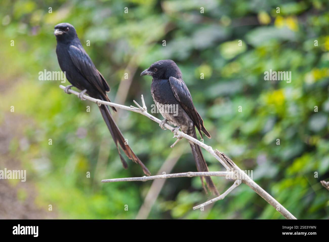 Common grackle bird on the branch of a tree,Great-tailed grackle is one ...