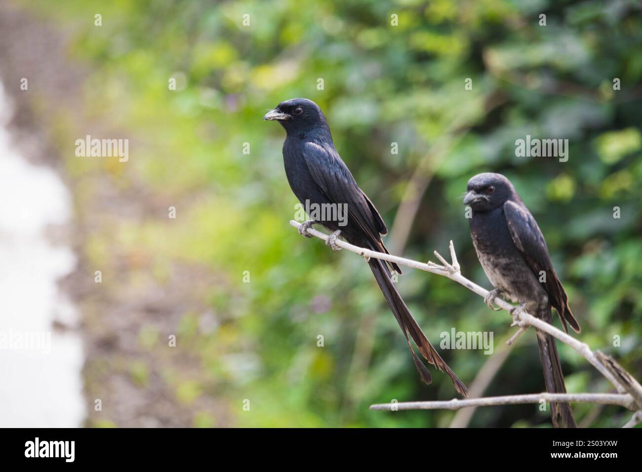 Common grackle bird on the branch of a tree,Great-tailed grackle is one ...