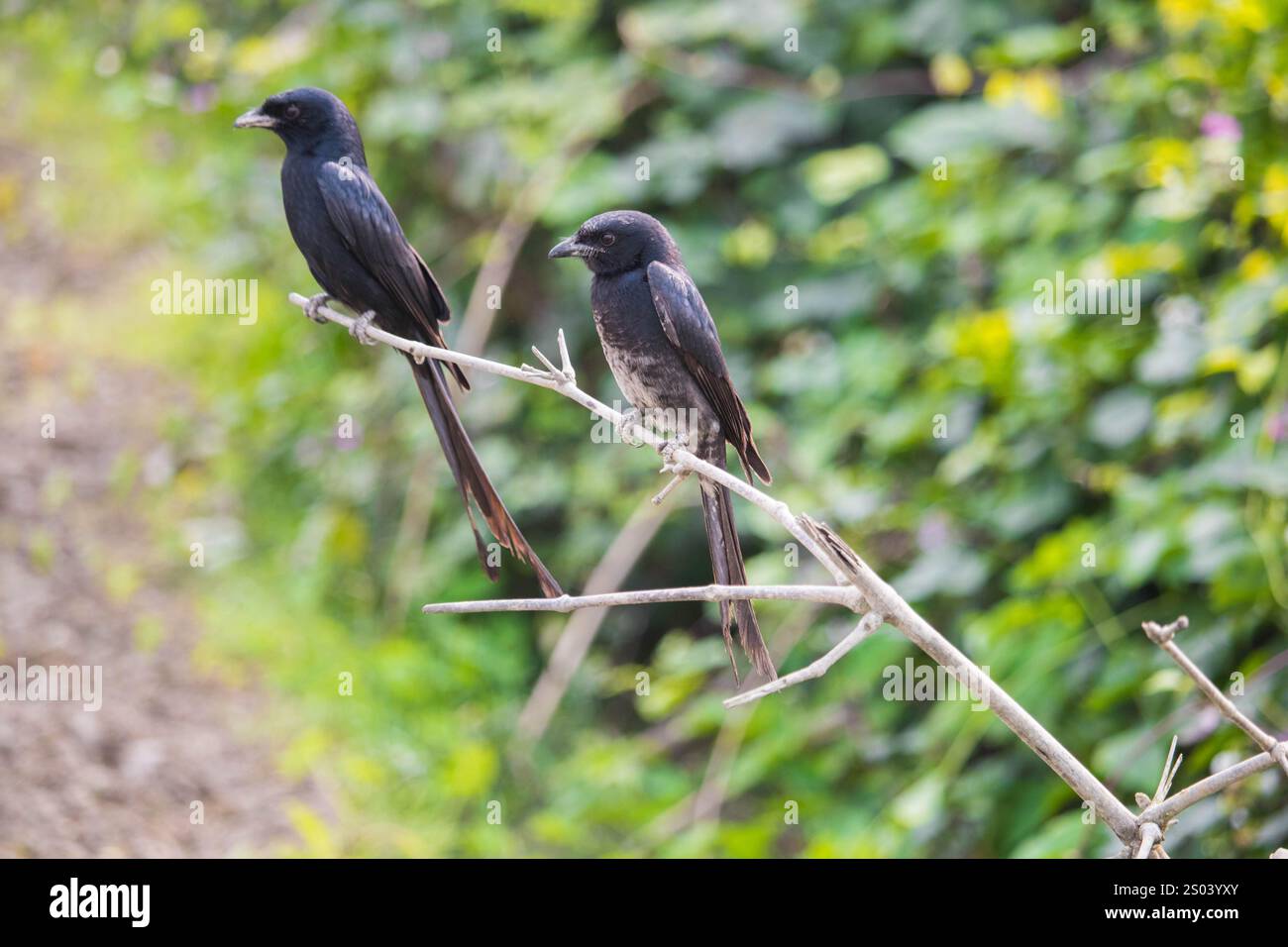Common grackle bird on the branch of a tree,Great-tailed grackle is one ...