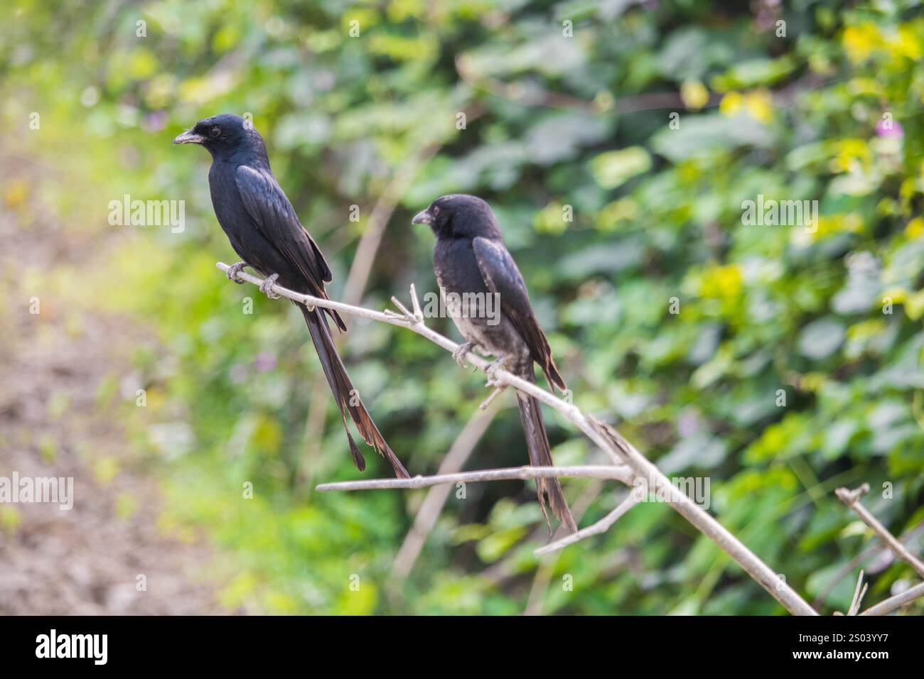 Common grackle bird on the branch of a tree,Great-tailed grackle is one ...