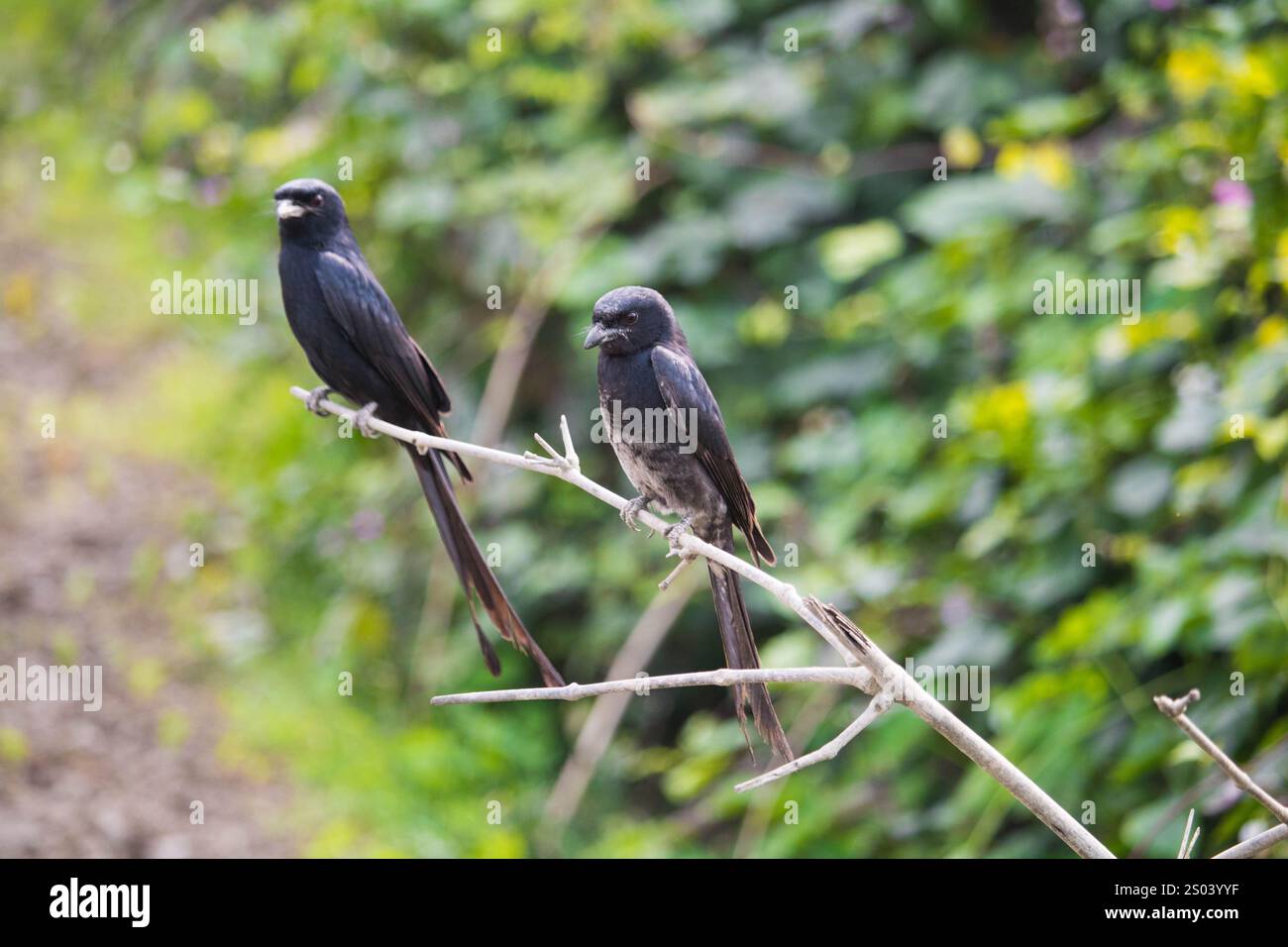 Common grackle bird on the branch of a tree,Great-tailed grackle is one ...