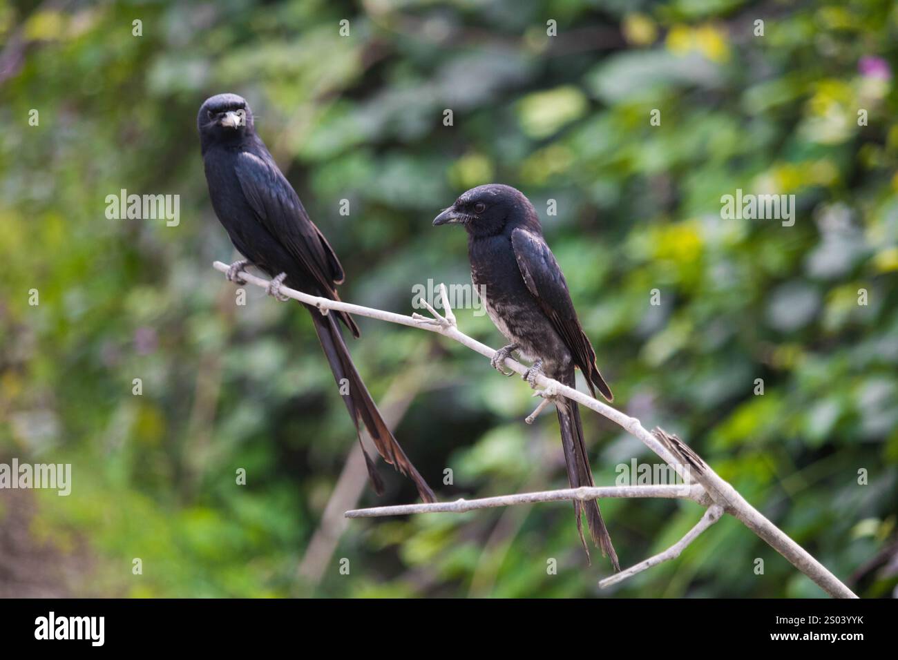 Common grackle bird on the branch of a tree,Great-tailed grackle is one ...