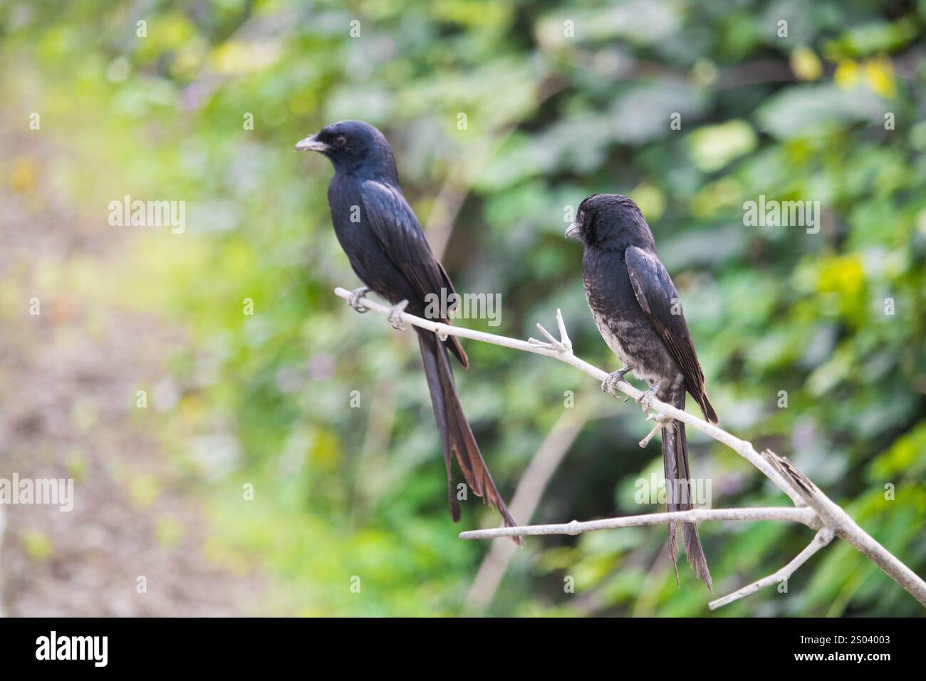 Common grackle bird on the branch of a tree,Great-tailed grackle is one ...