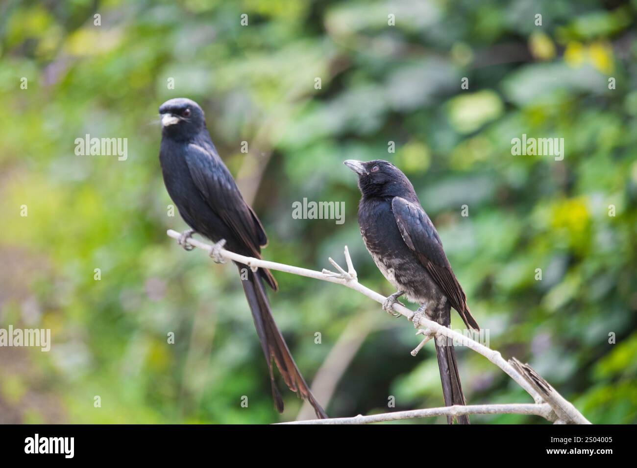 Common grackle bird on the branch of a tree,Great-tailed grackle is one ...