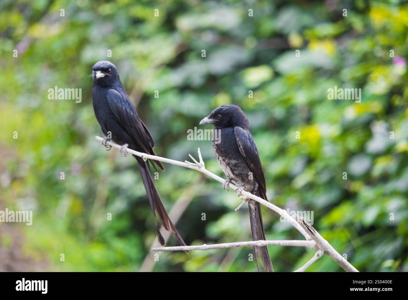 Common grackle bird on the branch of a tree,Great-tailed grackle is one ...