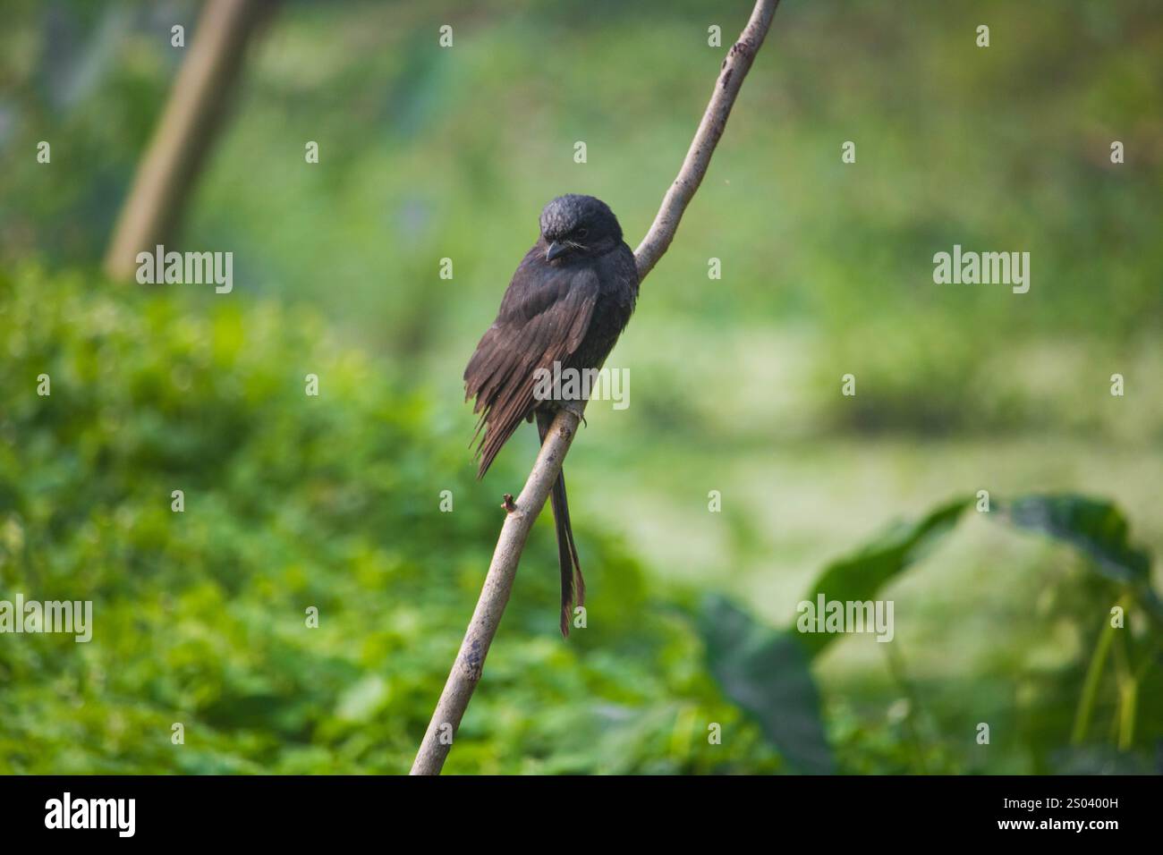 Common grackle bird on the branch of a tree,Great-tailed grackle is one ...