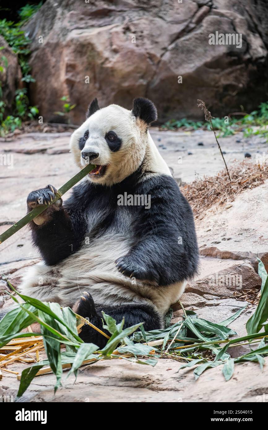 the Giant Panda (Ailuropoda melanoleuca) is eathing bamboo from ...