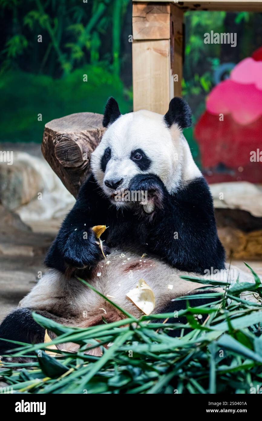 the Giant Panda (Ailuropoda melanoleuca) "MengMeng" is eathing bamboo ...