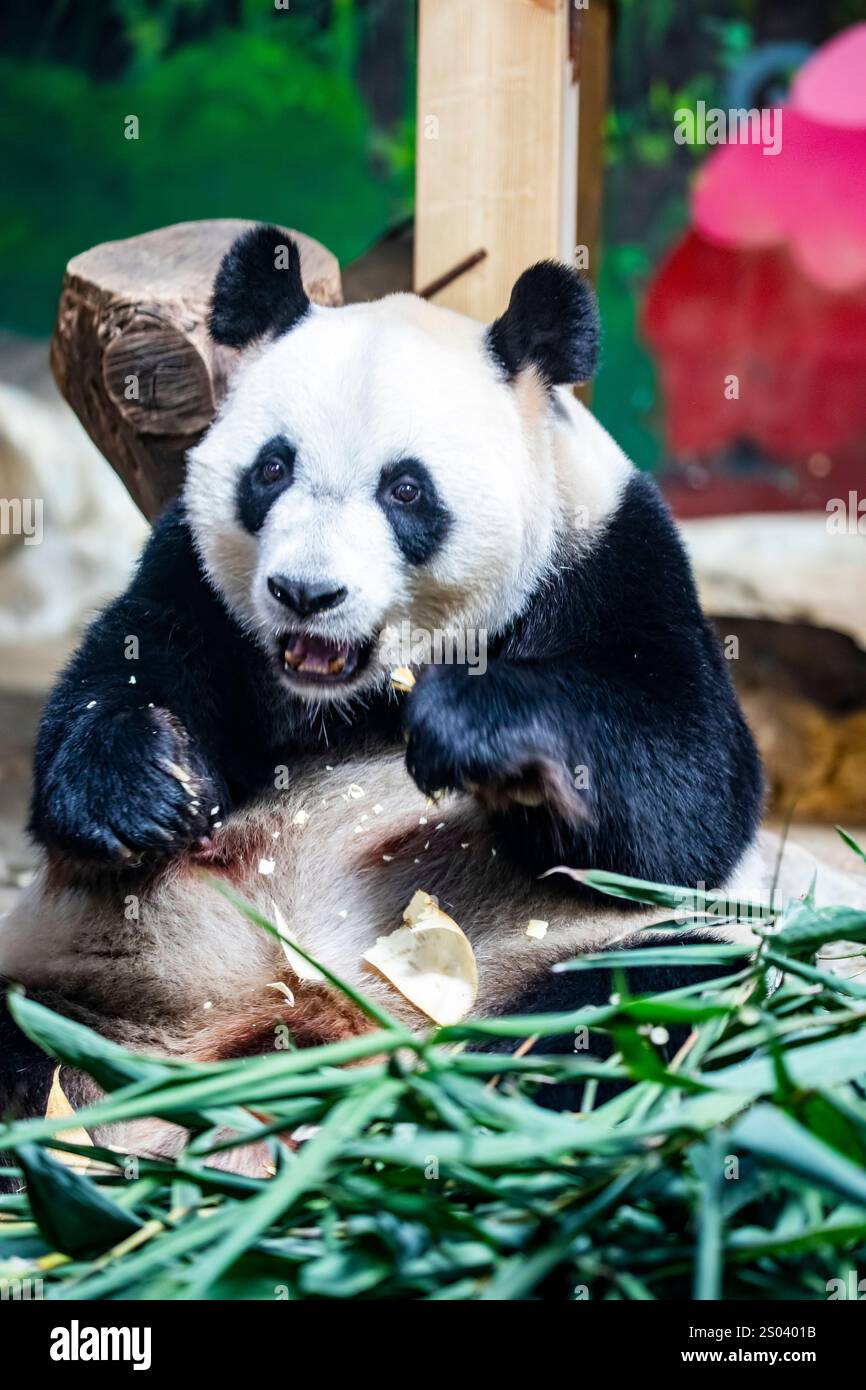 the Giant Panda (Ailuropoda melanoleuca) "MengMeng" is eathing bamboo ...