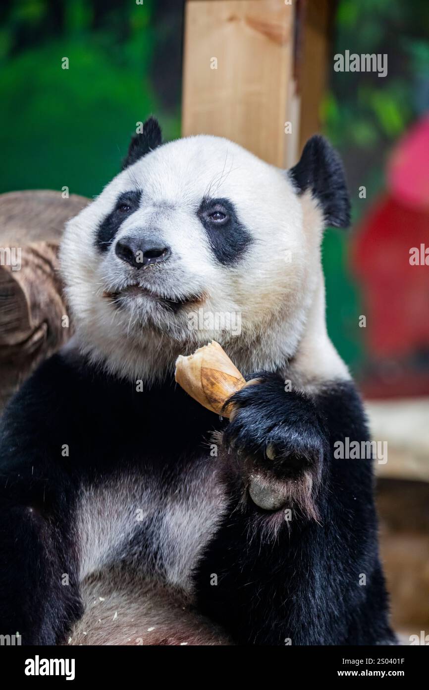 the Giant Panda (Ailuropoda melanoleuca) "MengMeng" is eathing bamboo ...