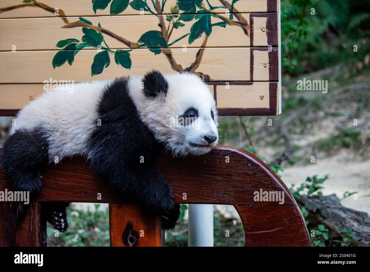 the closeup image of six months old baby Giant Panda (Ailuropoda ...