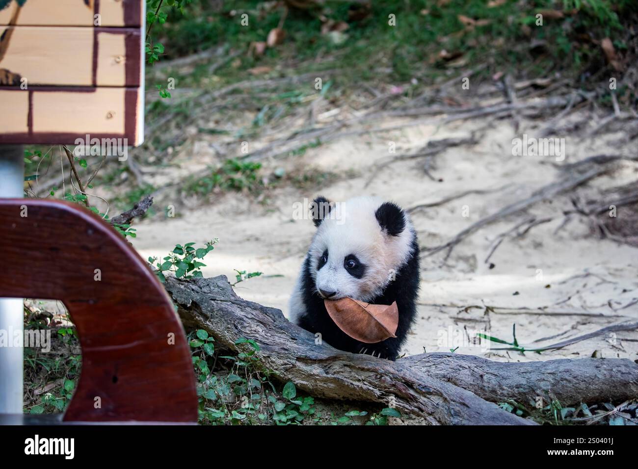 the closeup image of six months old baby Giant Panda (Ailuropoda ...