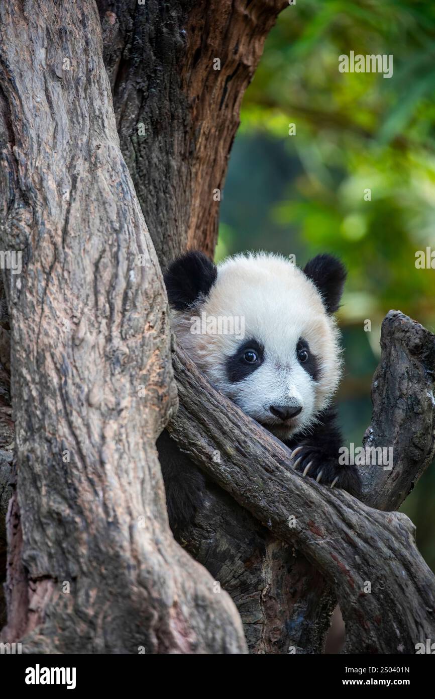 the closeup image of six months old baby Giant Panda (Ailuropoda ...