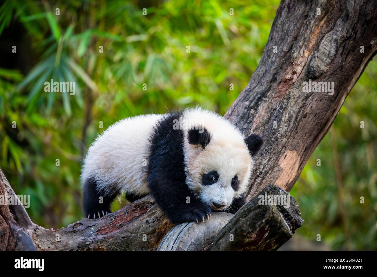 the closeup image of six months old baby Giant Panda (Ailuropoda ...
