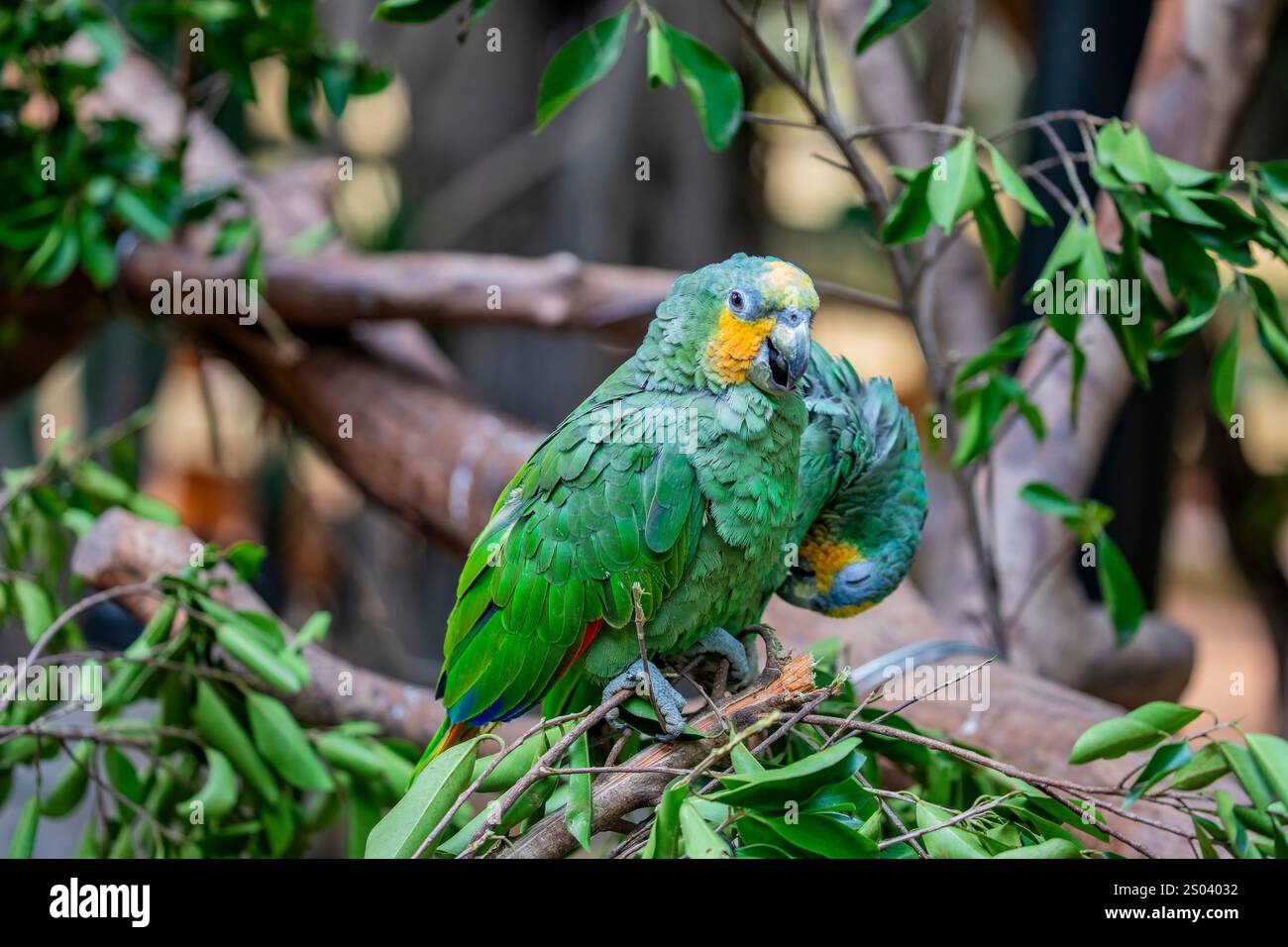 The orange-winged amazon (Amazona amazonica) is a large amazon parrot. Its habitat is forest and ...