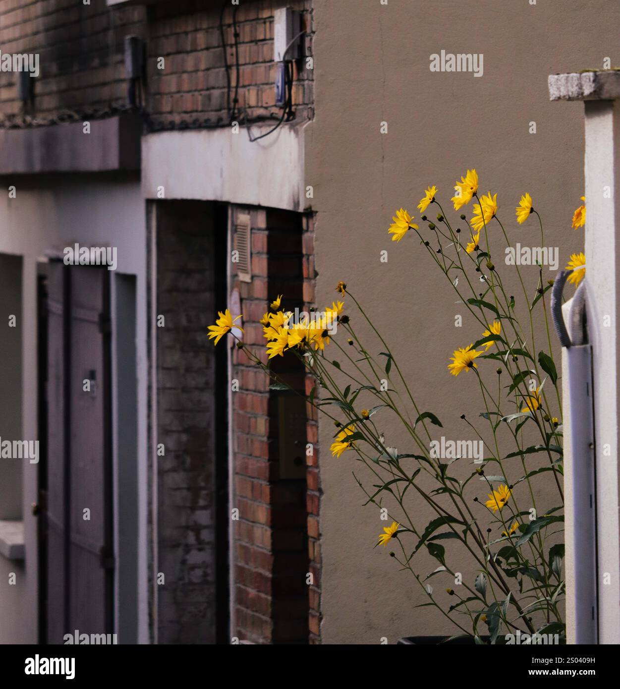 Perspective flower hi-res stock photography and images - Alamy