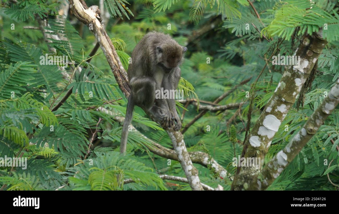 Macaca fascicularis (kera ekor panjang, monyet ekor panjang, long ...