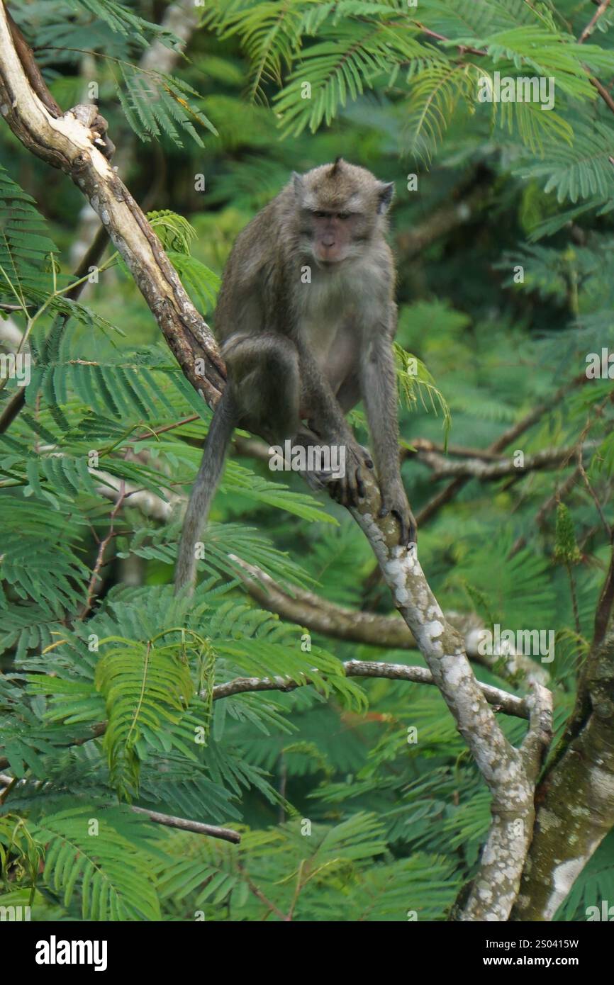Macaca fascicularis (kera ekor panjang, monyet ekor panjang, long ...