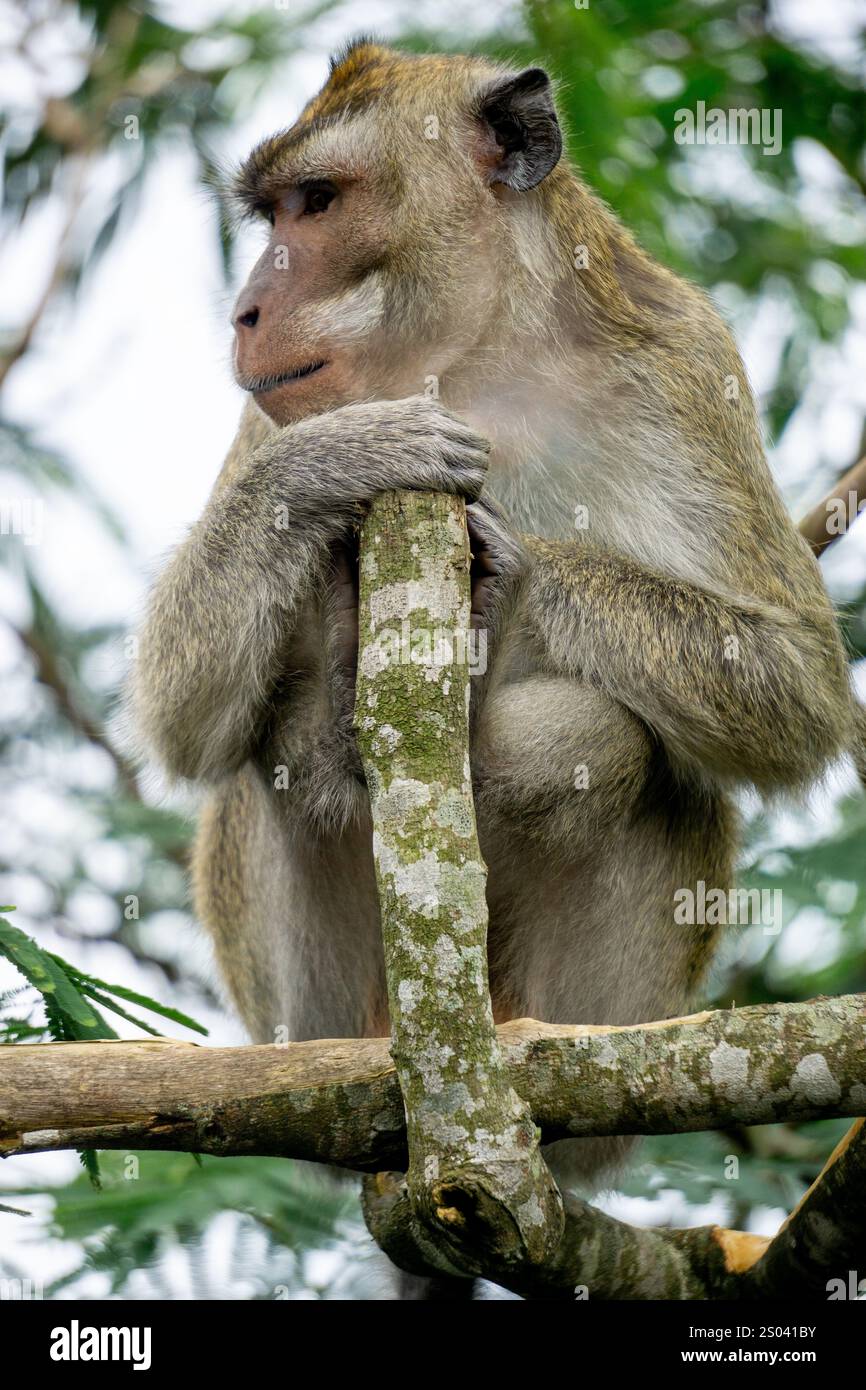 Macaca fascicularis (kera ekor panjang, monyet ekor panjang, long ...