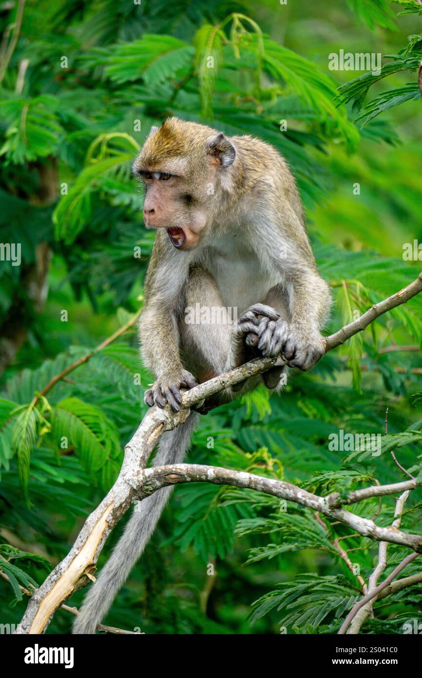 Macaca fascicularis (kera ekor panjang, monyet ekor panjang, long ...